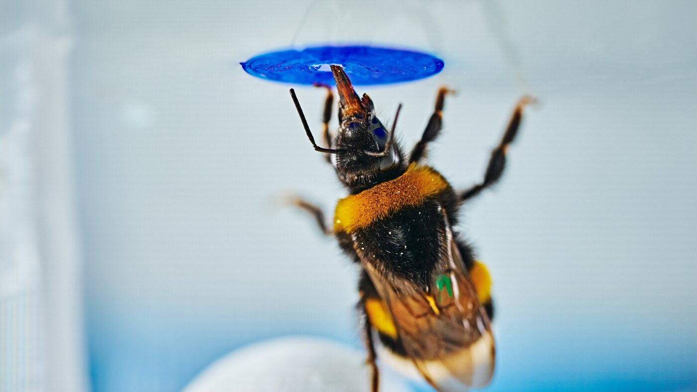 Bumblebees have tiny brains but they can solve problems like chimps and ...